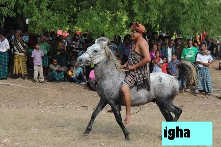 IGHA - Informasi Mengenai Perawatan Kuda Balap