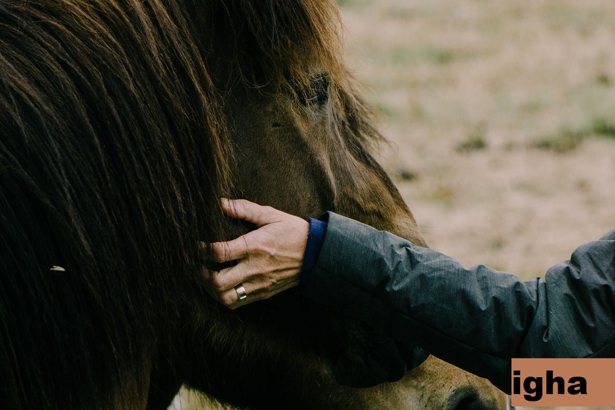 IGHA - Informasi Mengenai Perawatan Kuda Balap