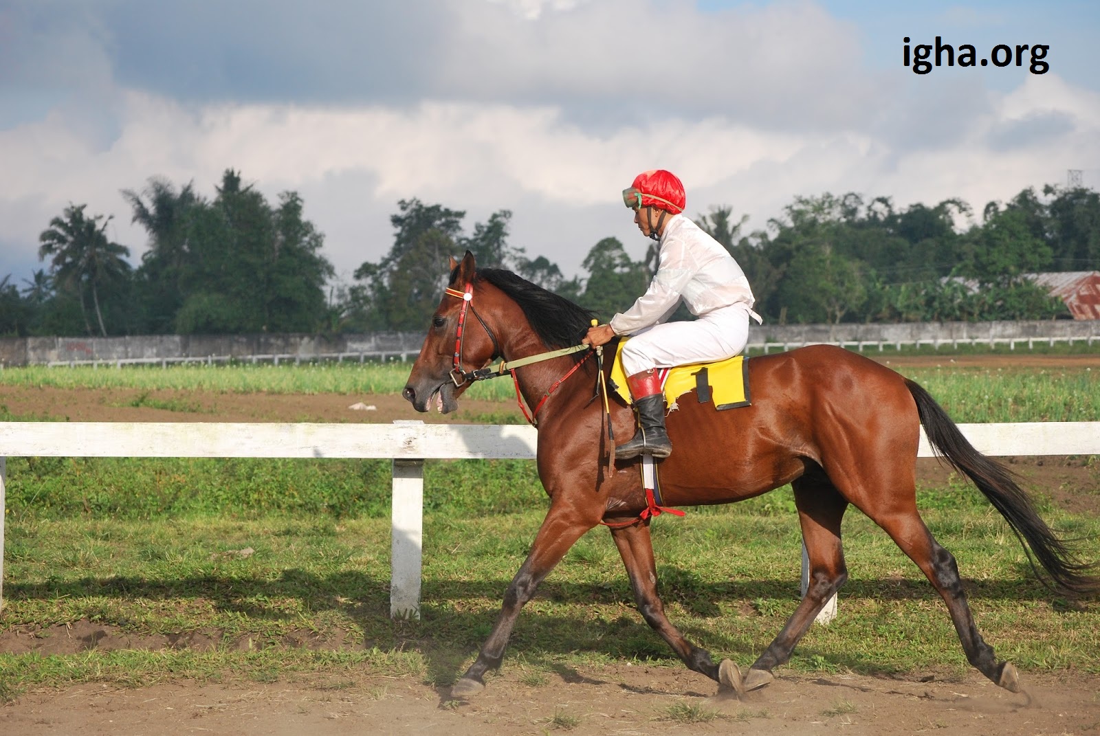 IGHA - Informasi Mengenai Perawatan Kuda Balap